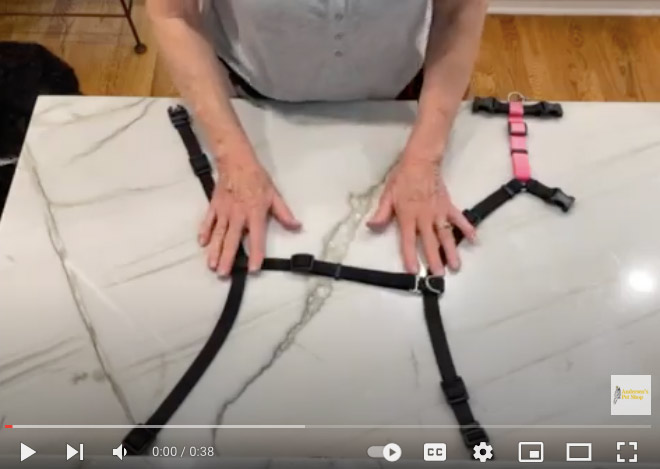 Dog Harness Guide: Tips for Choosing the Best Fit | Andersen's Pet Shop