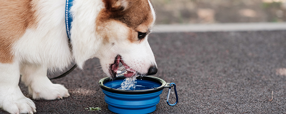 Pet Hydration Tips for Summer | Andersen's Pet Shop